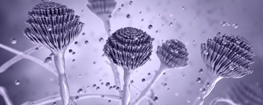 Mycotoxin Testing | Golden Environmental LLC