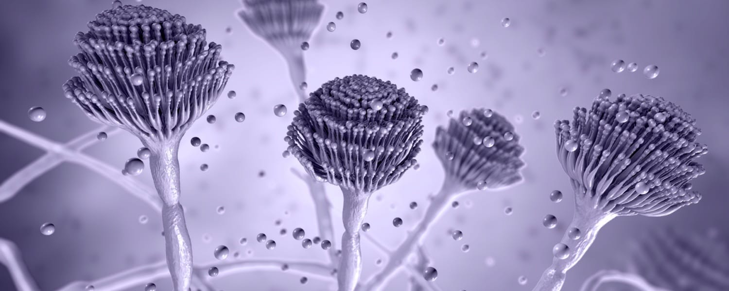 Mycotoxin Testing | Golden Environmental LLC